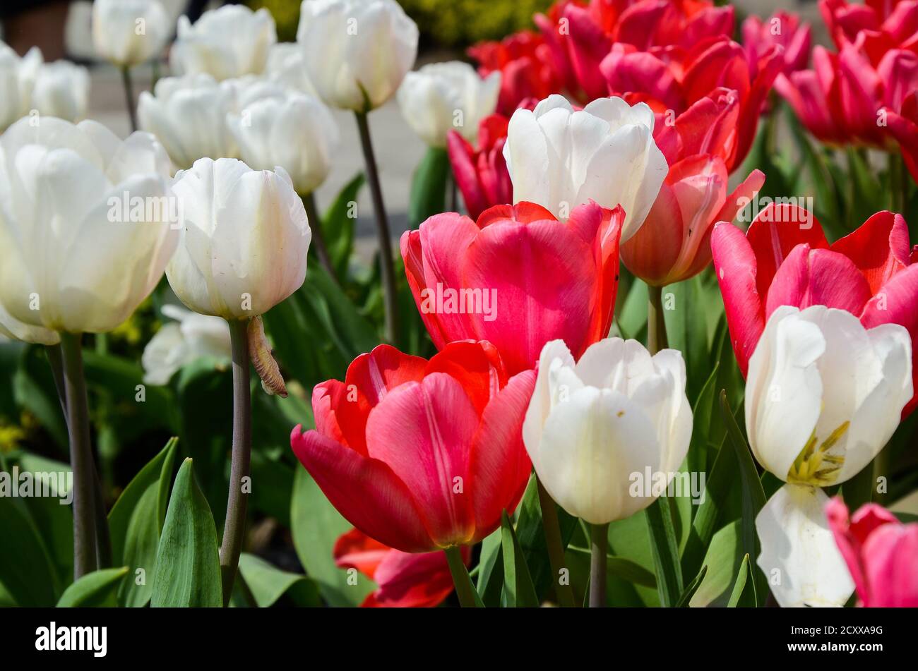 Common Tulipa Liliaceae Tulip windmill Stock Photo - Alamy