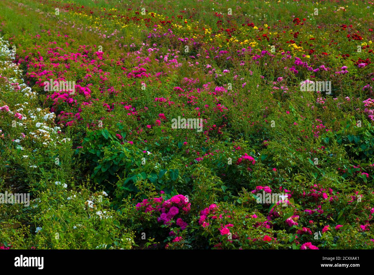 field with roses both in bud and in full bloom in red pinkj purple ...
