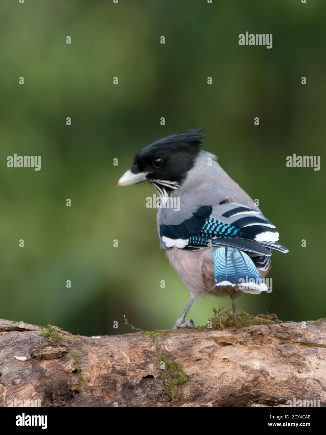 A beautiful Black-headed Jay (Garrulus lanceolatus), on a perch and is looking back. It's also ...