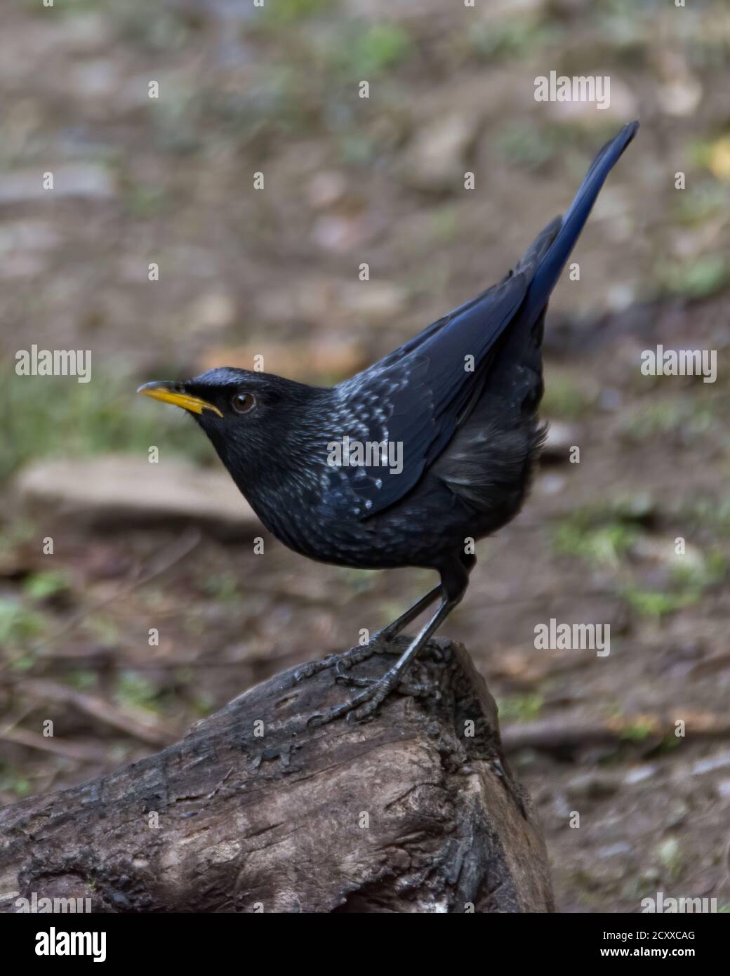 Blue rock thrush bird hi-res stock photography and images - Alamy