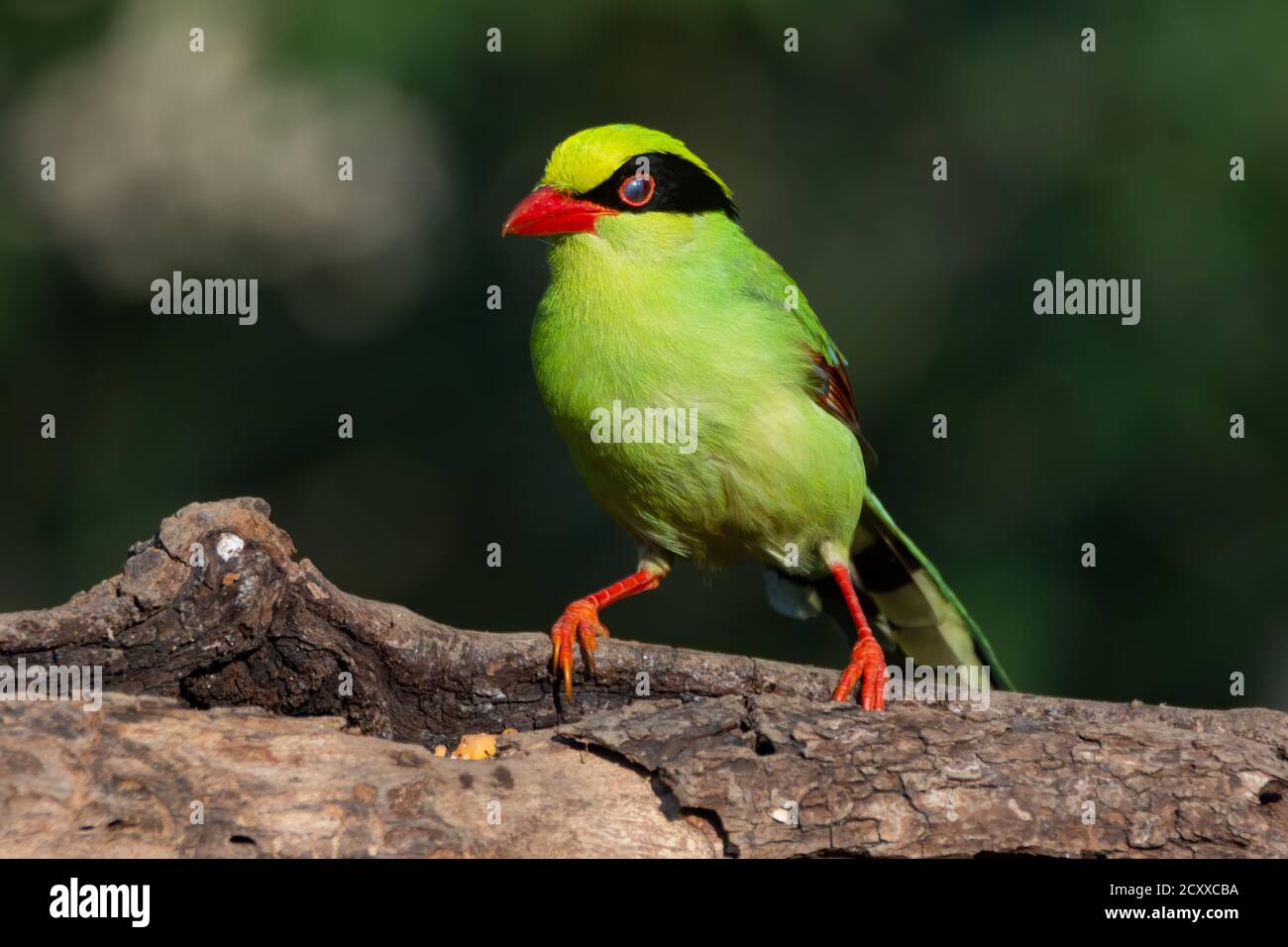 A gorgeous looking Common Green Magpie (Cissa chinensis), perched on a ...