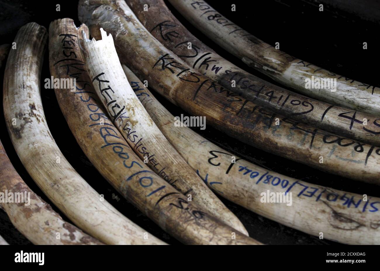 Ivory horn africa hi-res stock photography and images - Alamy