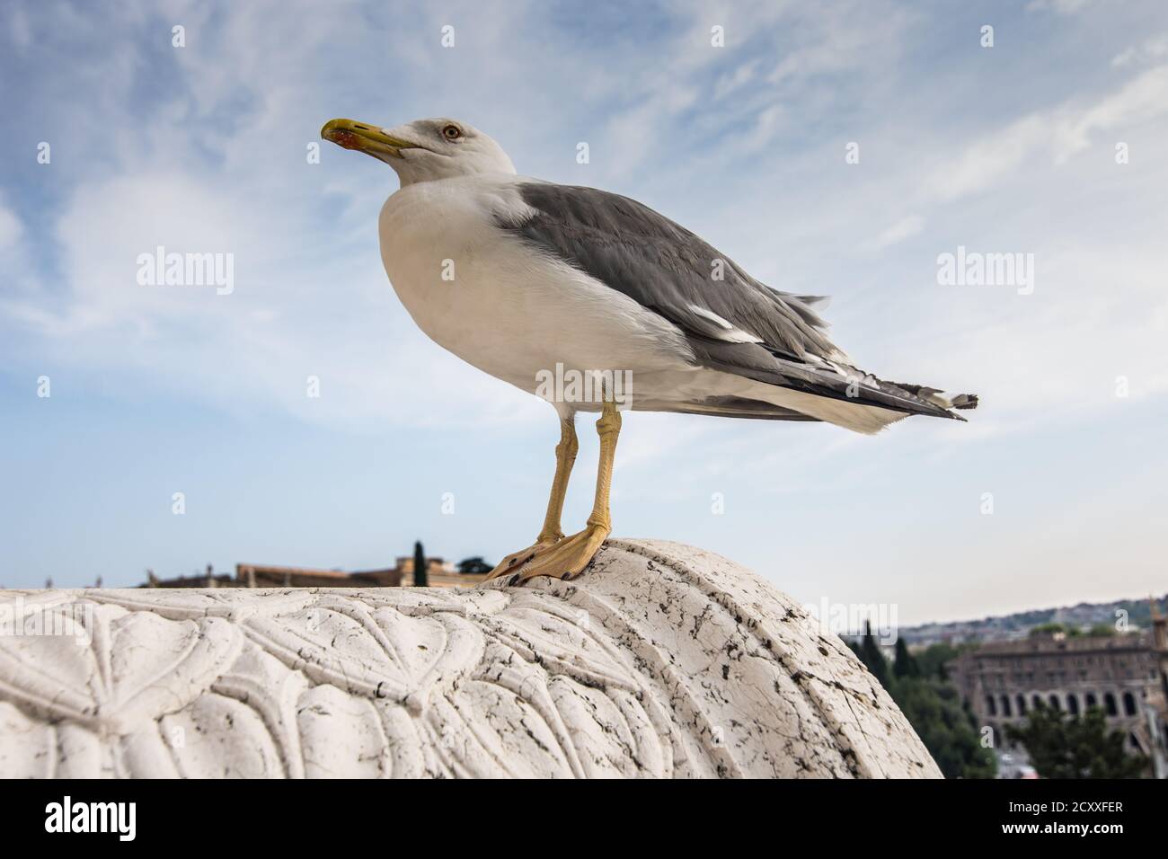 Seagull side view bird hi-res stock photography and images - Alamy