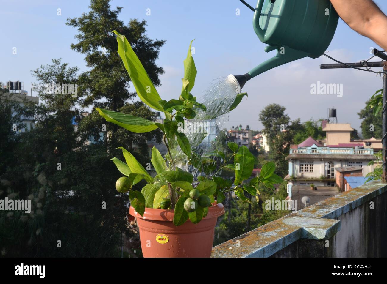 Plants are being watered by a watering can Stock Photo - Alamy