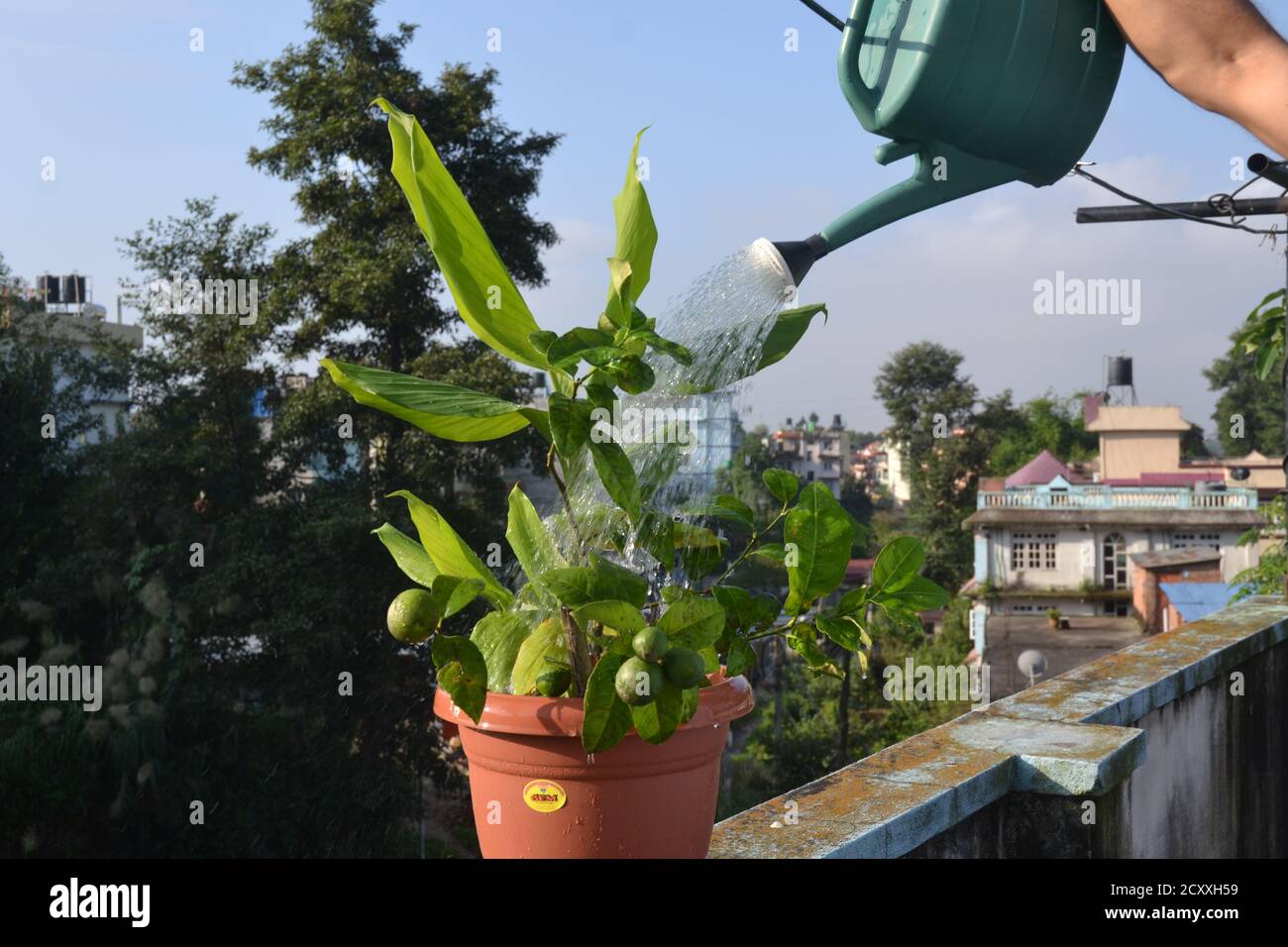 Plant being watered hi-res stock photography and images - Alamy