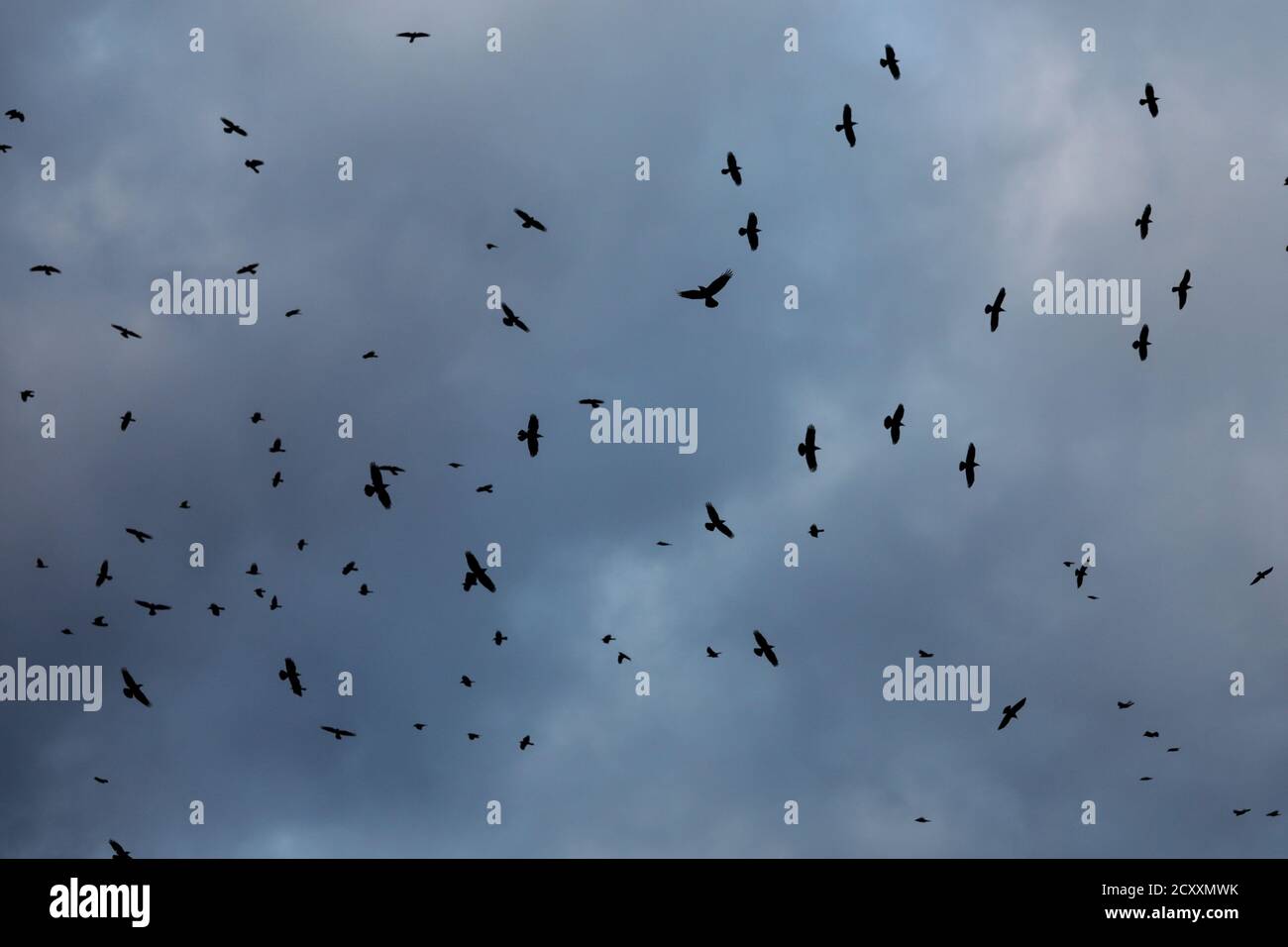 Flock of crows fly above a single spot, on a cloudy sky, during the ...