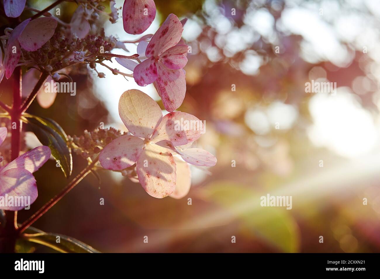 Tender Hydrangea flowers bush in the sunset lights. Elegant pink ...