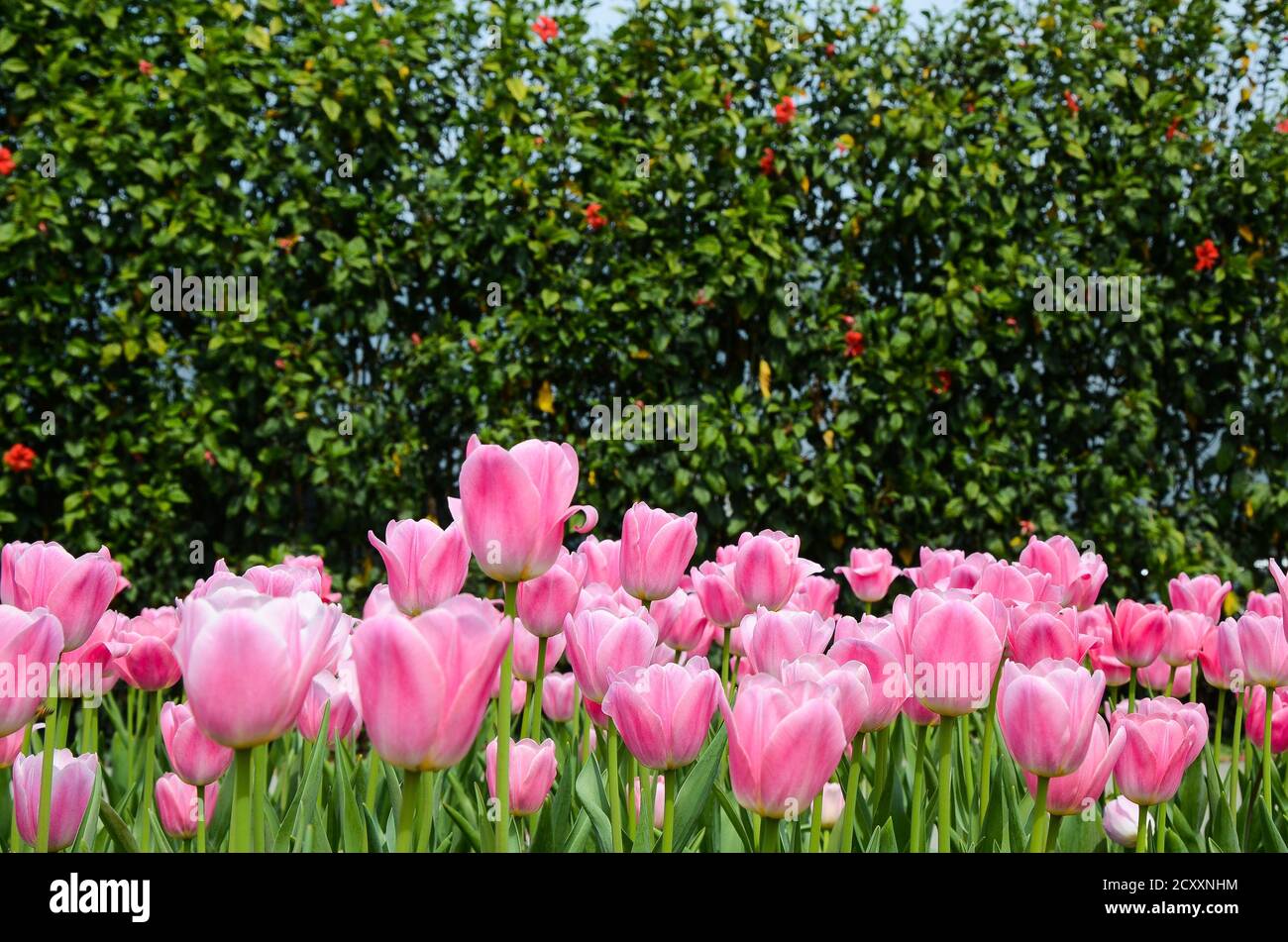 Common Tulipa Liliaceae Tulip windmill Stock Photo - Alamy