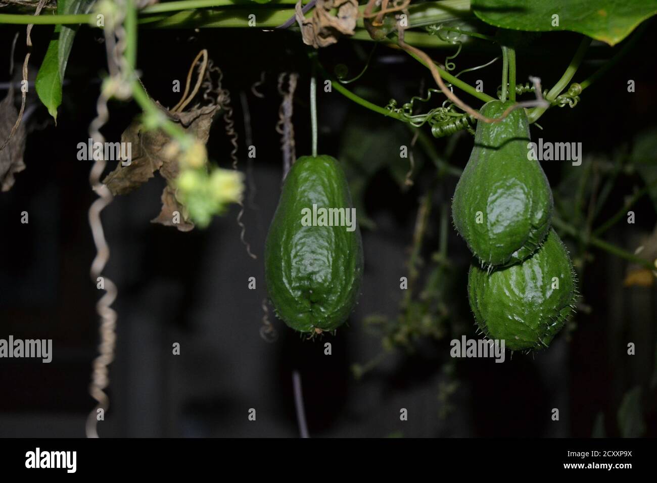Sayote farming hi-res stock photography and images - Alamy