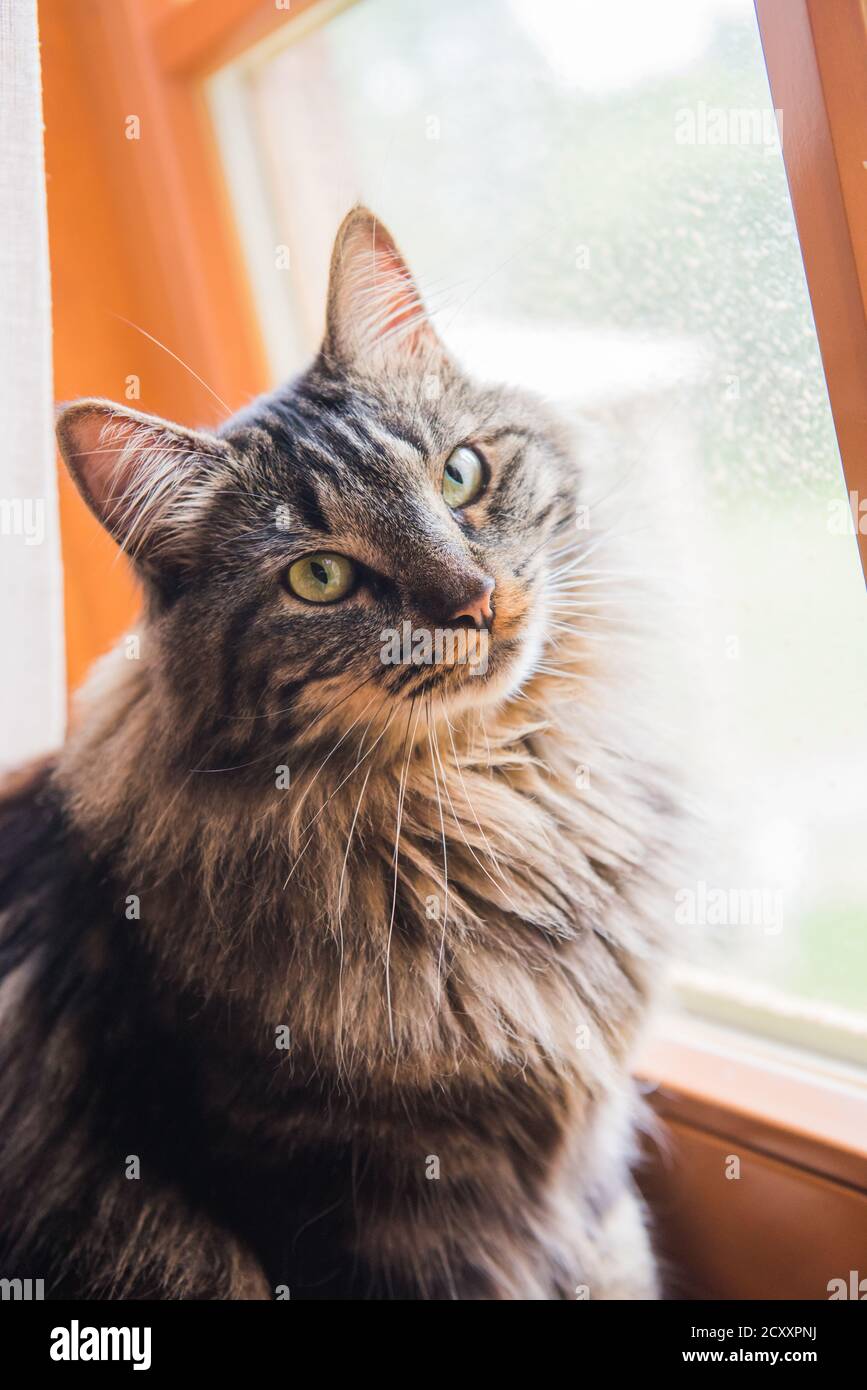 norwegian cat Sitting on Window Sill looking out Stock Photo - Alamy