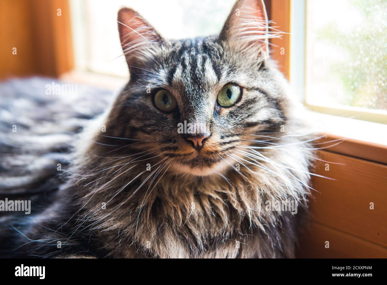 norwegian cat Sitting on Window Sill looking out Stock Photo - Alamy