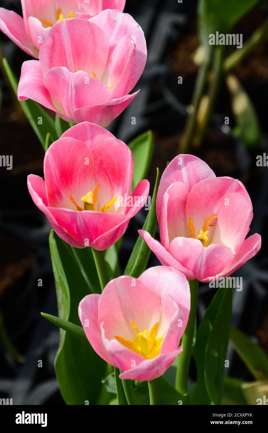 Common Tulipa Liliaceae Tulip windmill Stock Photo - Alamy