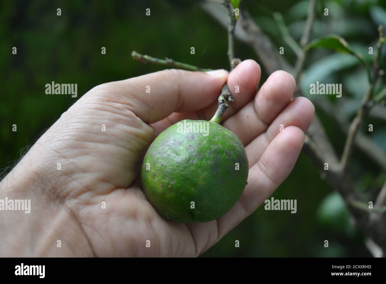 Different hand gestures. Human hands with different objects caring and ...