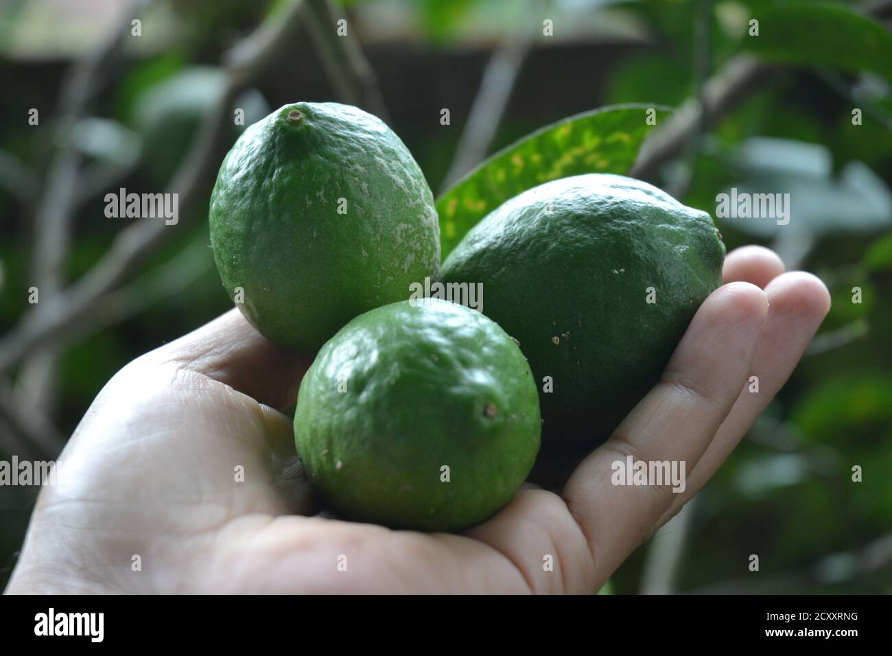 Green lemons in human hand Stock Photo - Alamy