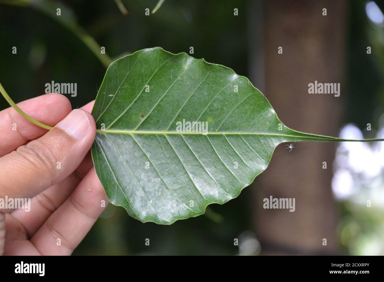 Human ecology hi-res stock photography and images - Alamy