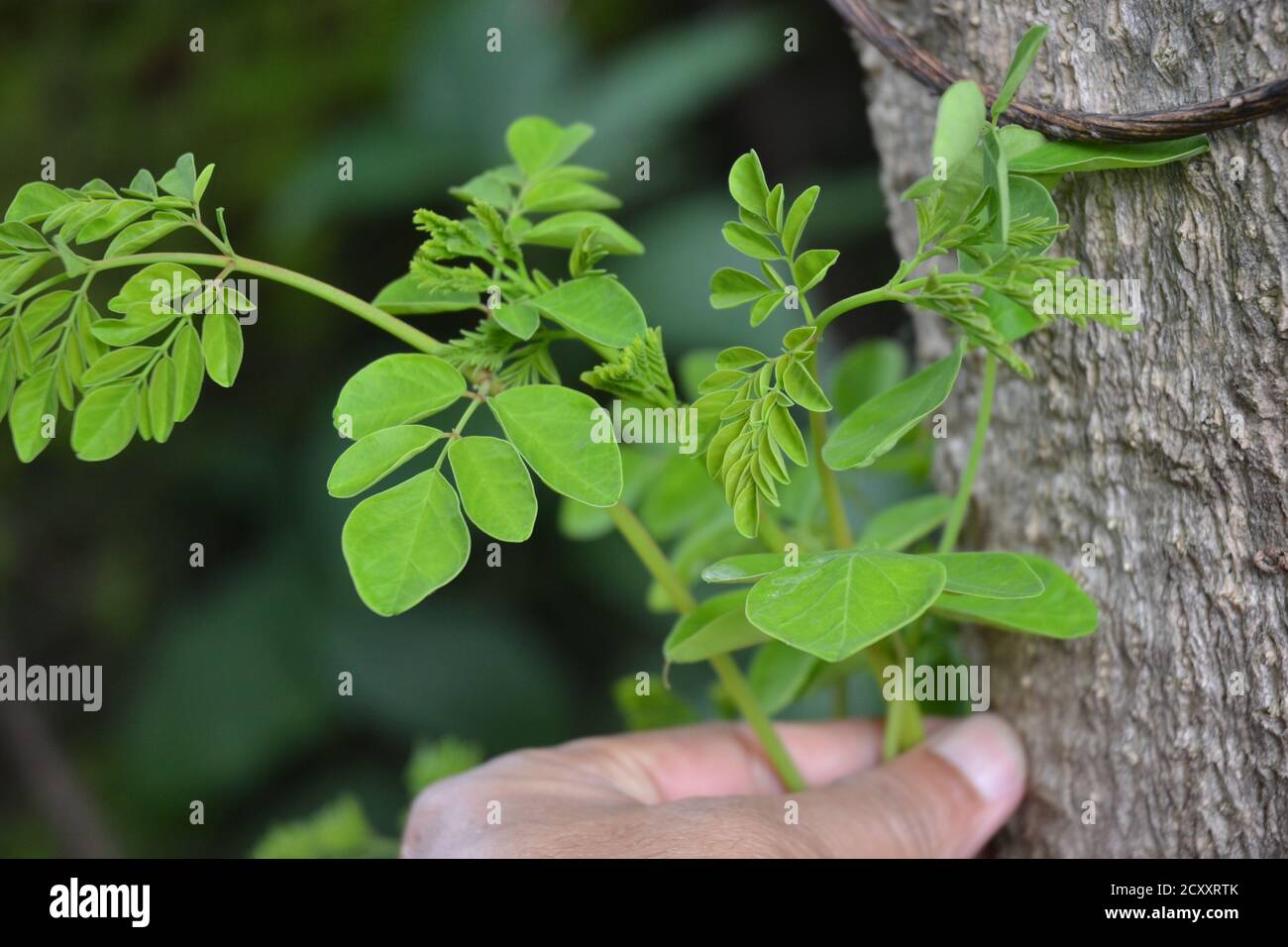 Moringa soft leaves. Green moringa leaves are of high medicinal value ...