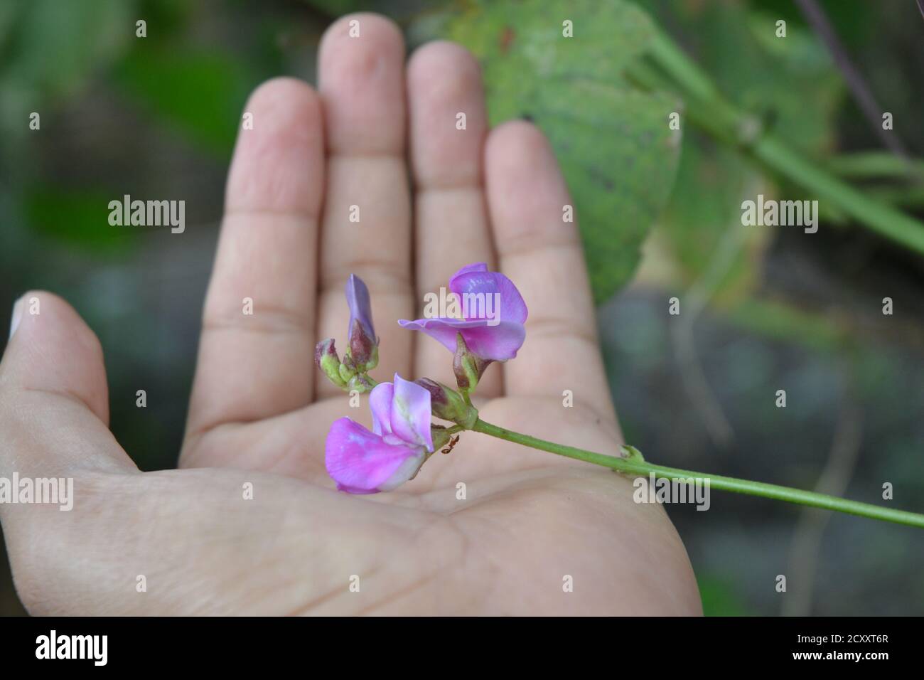human hands holding something Stock Photo - Alamy