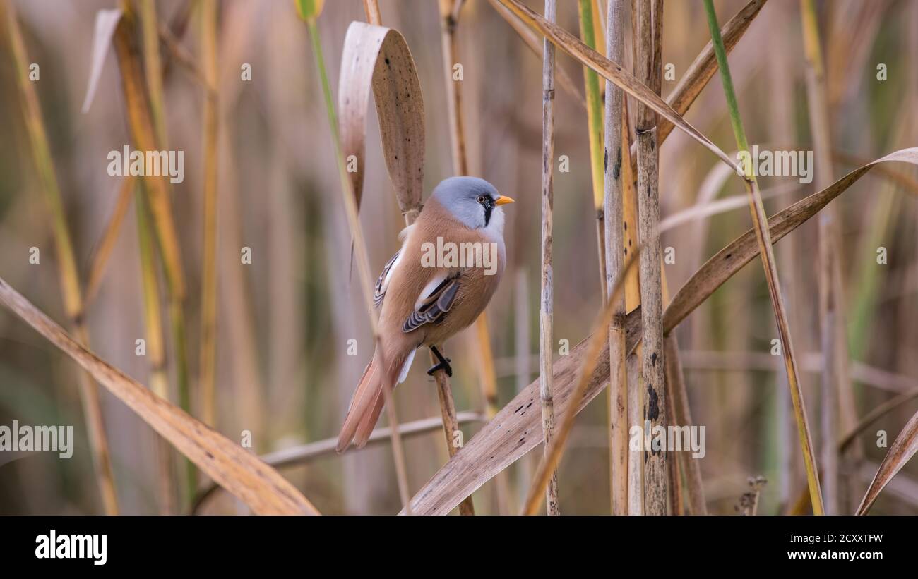 The male of bearded reedling (Panurus biarmicus) on a straw. The ...