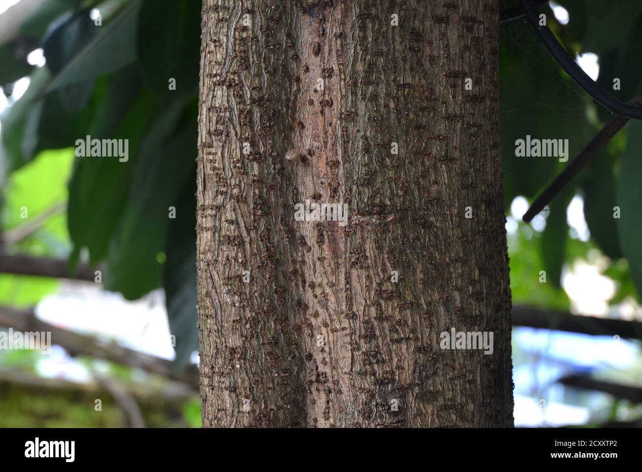Close up avocado tree bark hi-res stock photography and images - Alamy