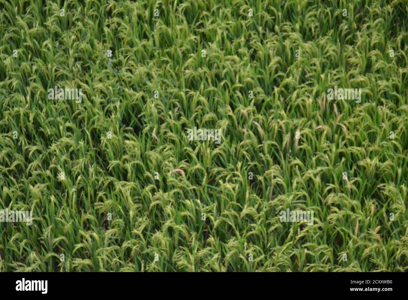paddy plants ready to harvest Stock Photo - Alamy