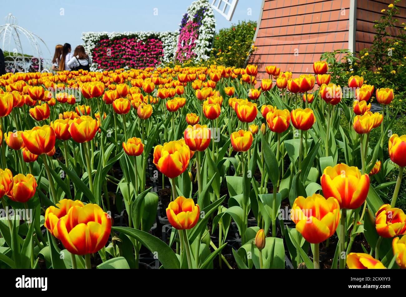 Common Tulipa Liliaceae Tulip windmill Stock Photo - Alamy