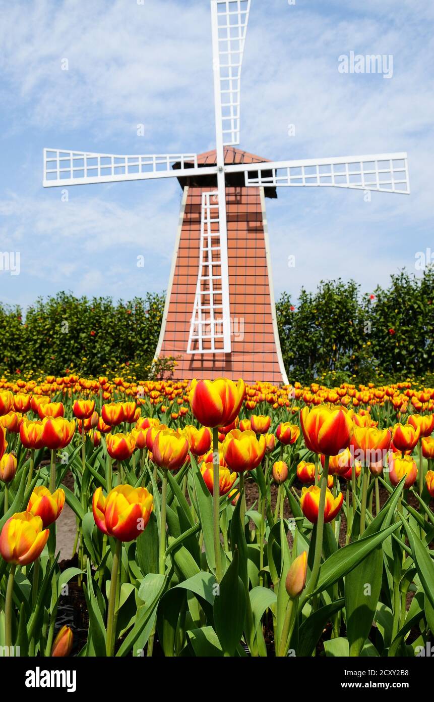 Common Tulipa Liliaceae Tulip windmill Stock Photo - Alamy