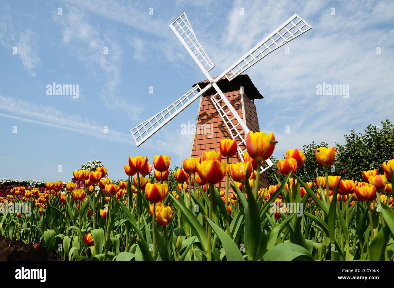 Common Tulipa Liliaceae Tulip windmill Stock Photo - Alamy