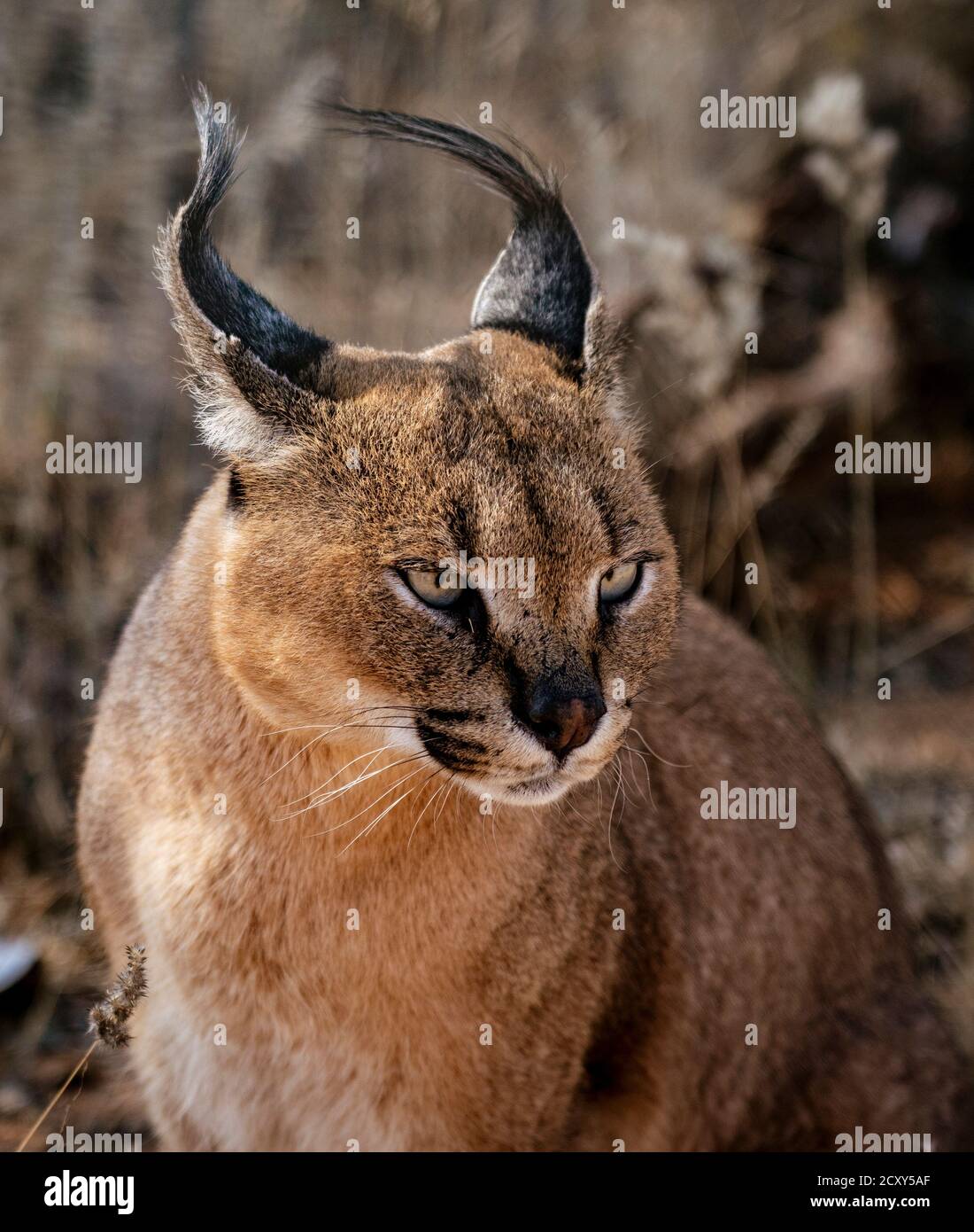 Caracal cat scans his surroundings for food Stock Photo - Alamy