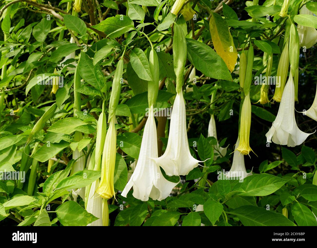 Beautiful white Angel's Trumpet Brugmansia 'Cypress Gardens' flower ...