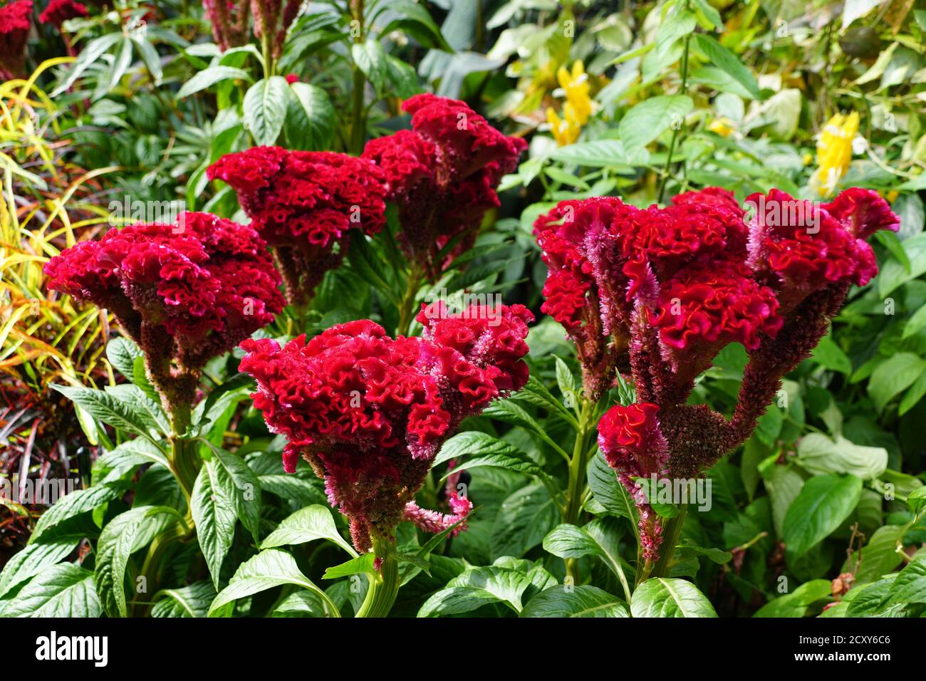 Beautiful dark red color of Cockscomb "Bombay Fire" flowers Stock Photo ...