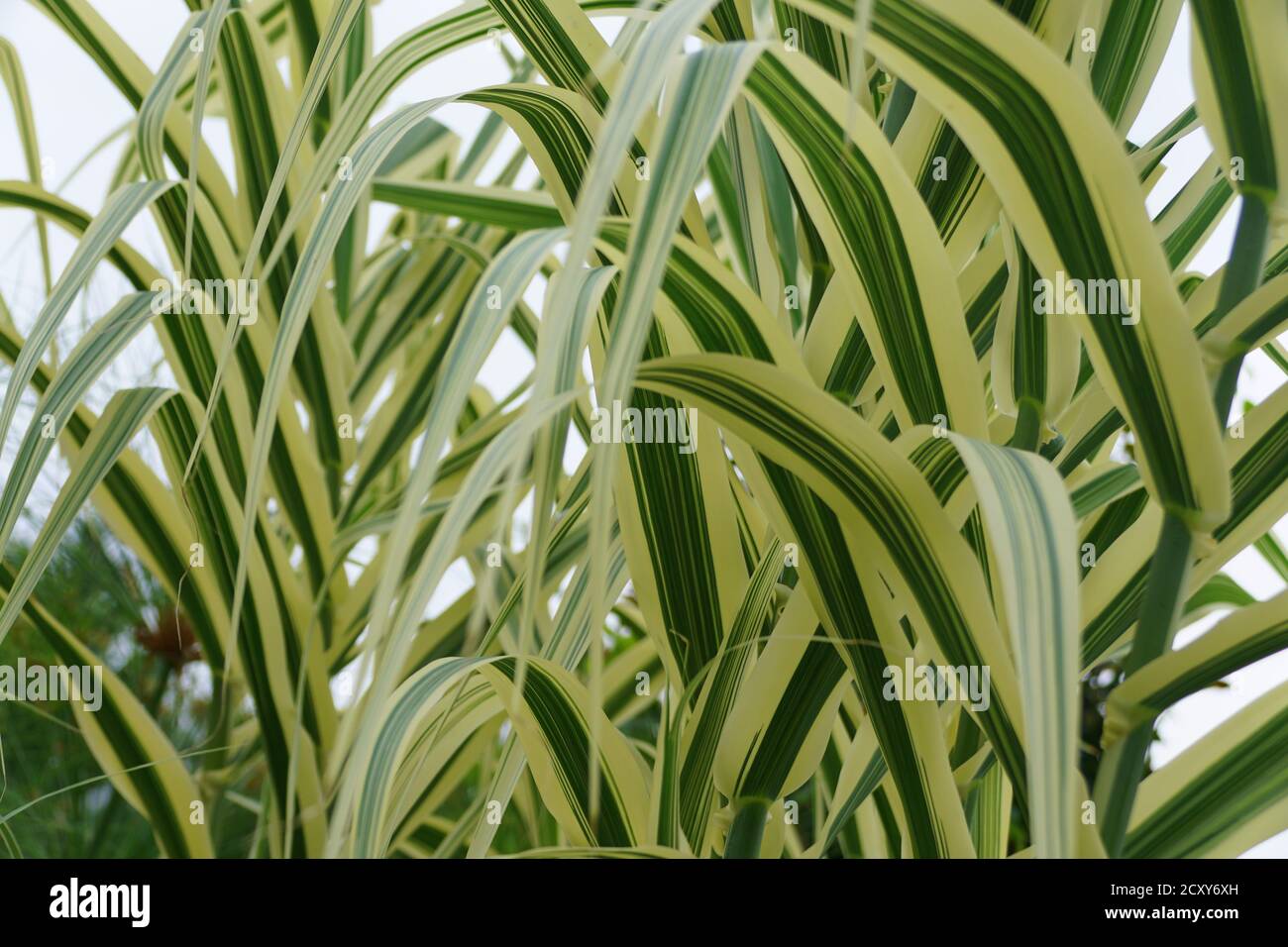 Giant reed peppermint stick hi-res stock photography and images - Alamy