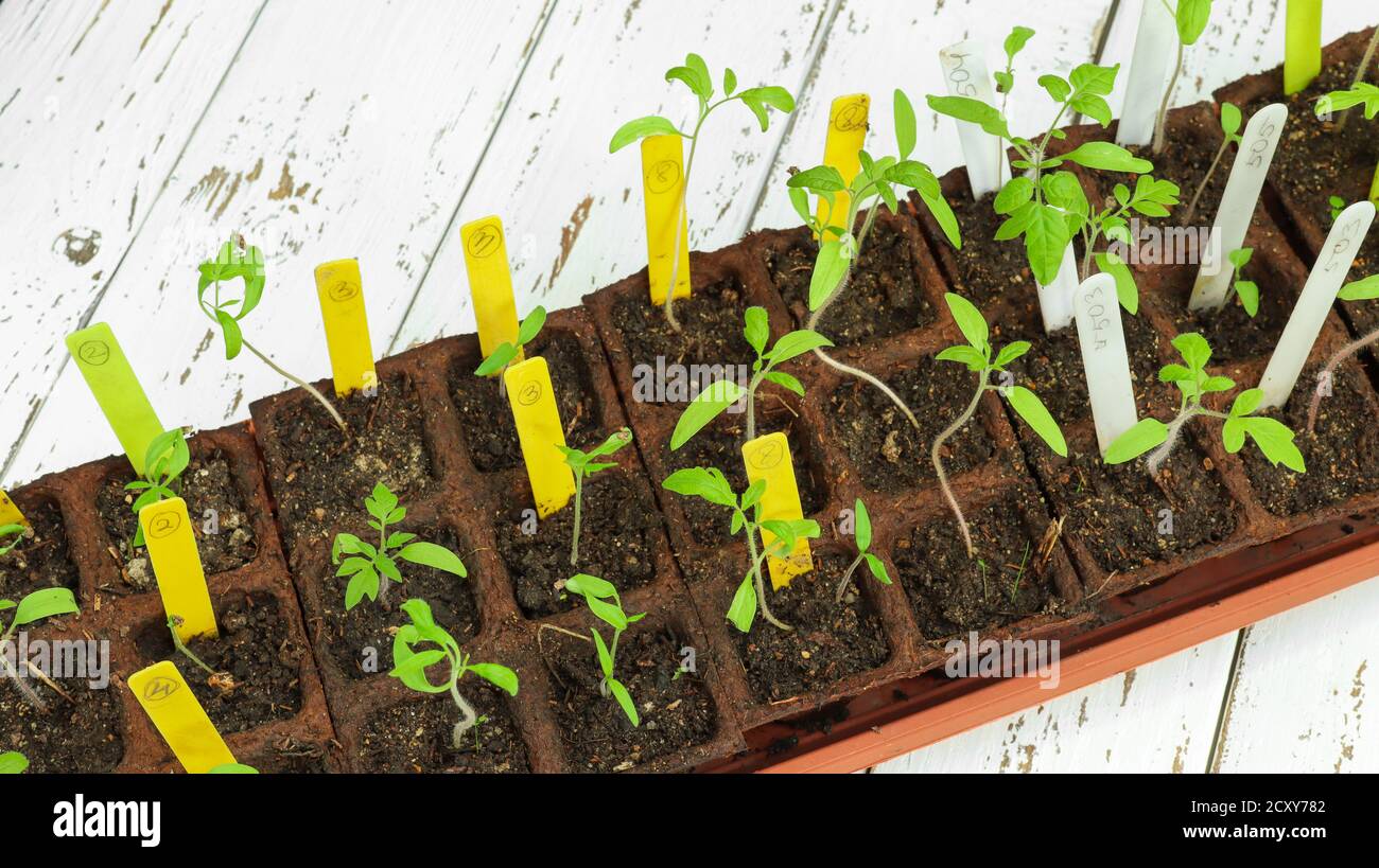 Young bright green sprouts of different varieties of tomato in peat ...