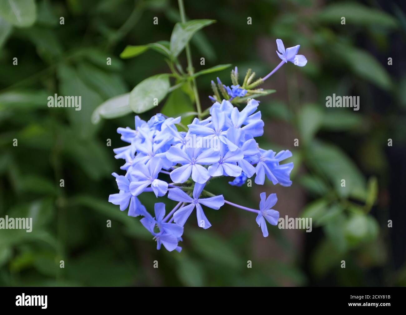 Plumbago flowers hi-res stock photography and images - Alamy