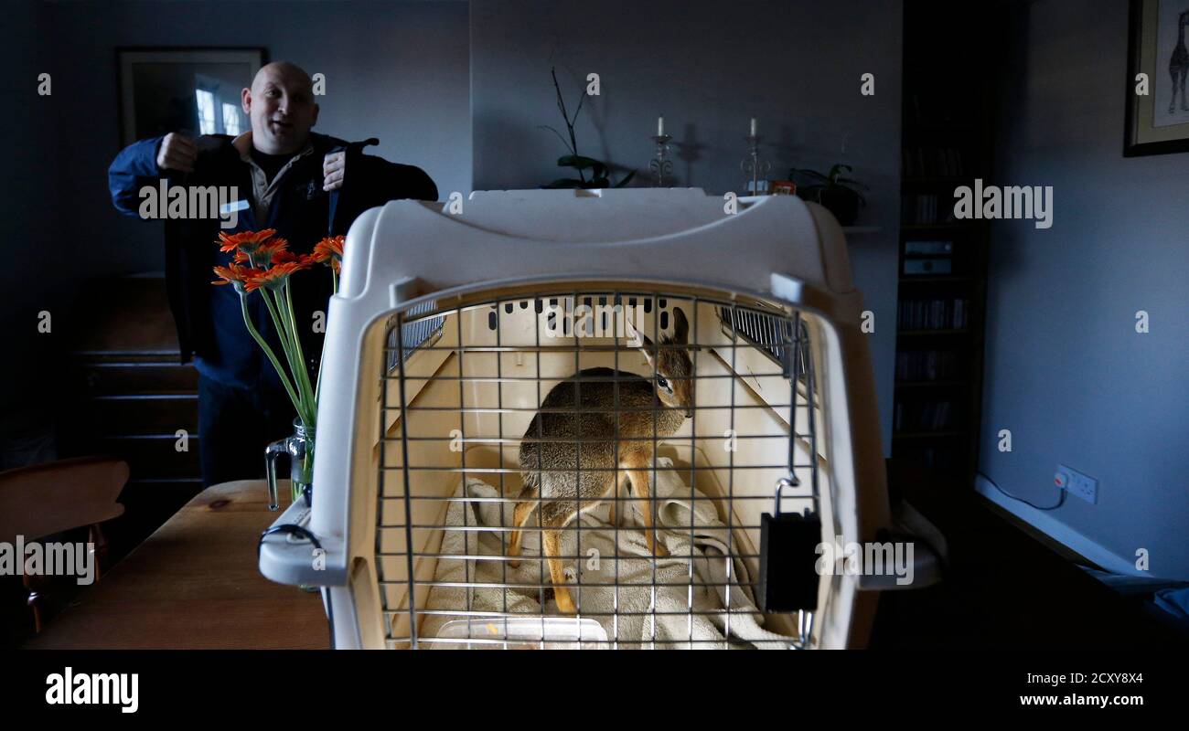 Curator of mammals at chester zoo tim rowlands at home hi-res stock ...