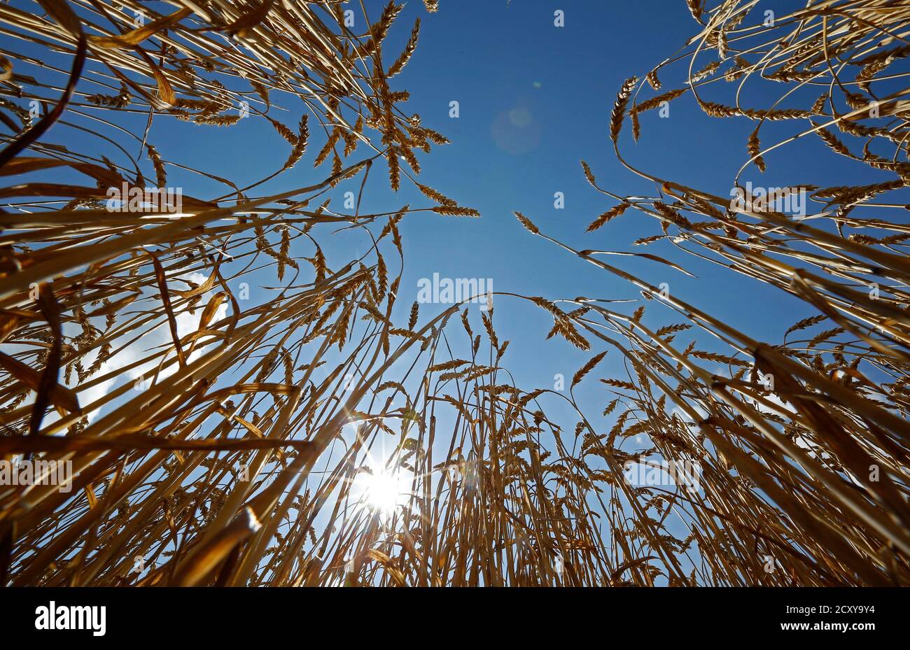Soft red winter wheat hi-res stock photography and images - Alamy