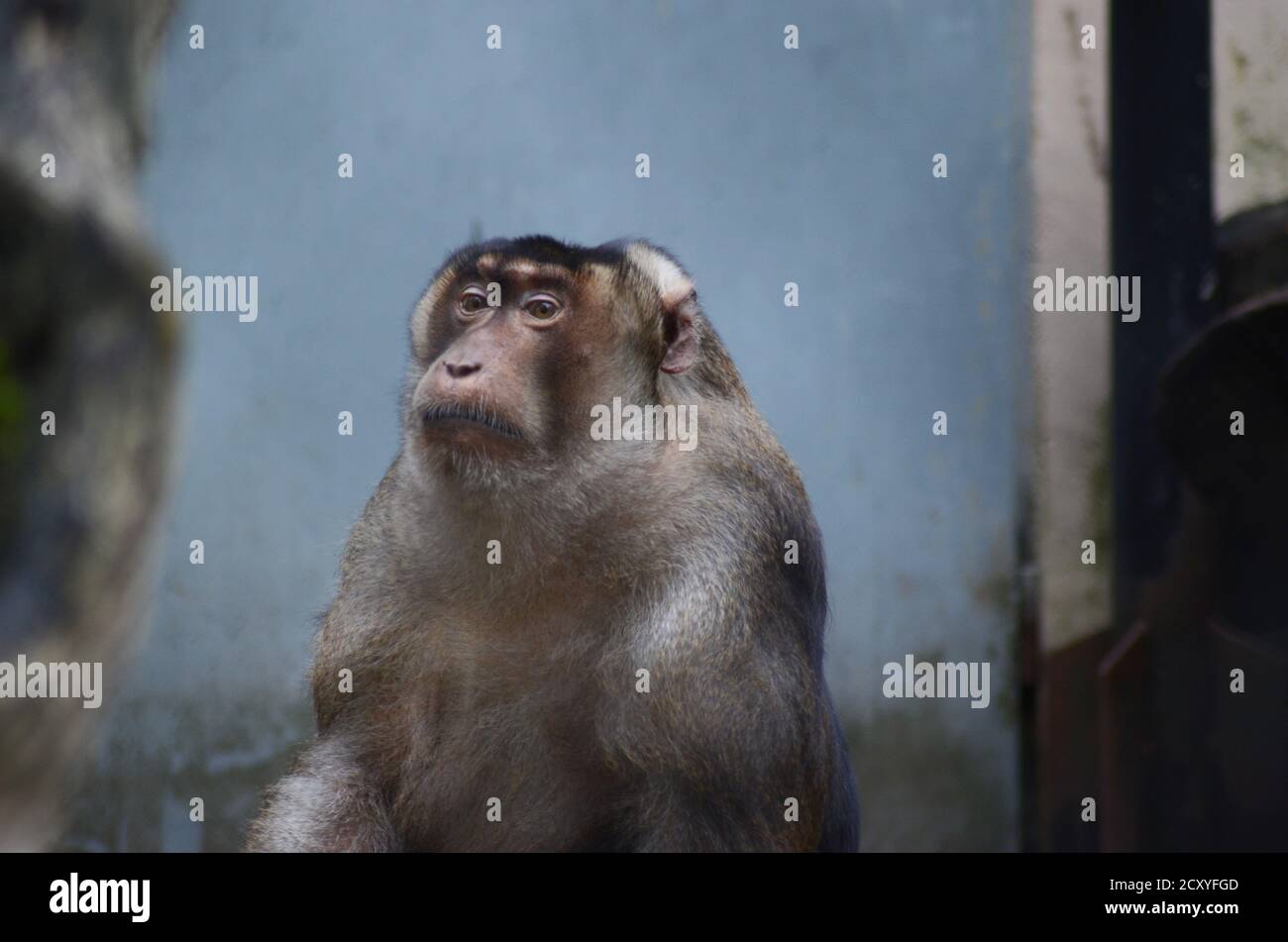 Colorsportraits hi-res stock photography and images - Alamy