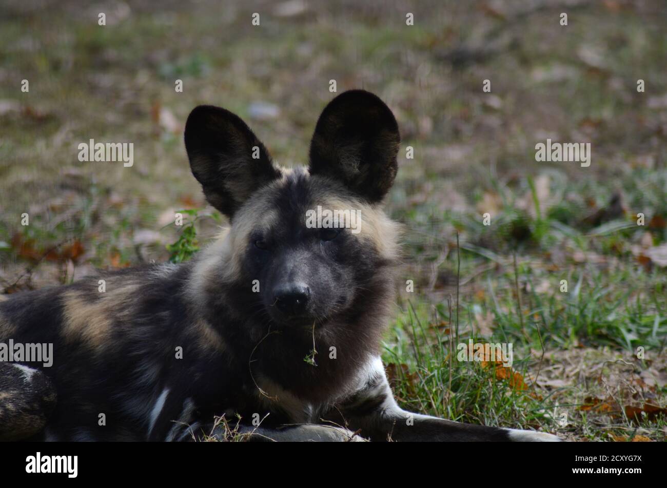 Animal animaux lycaon hi-res stock photography and images - Alamy