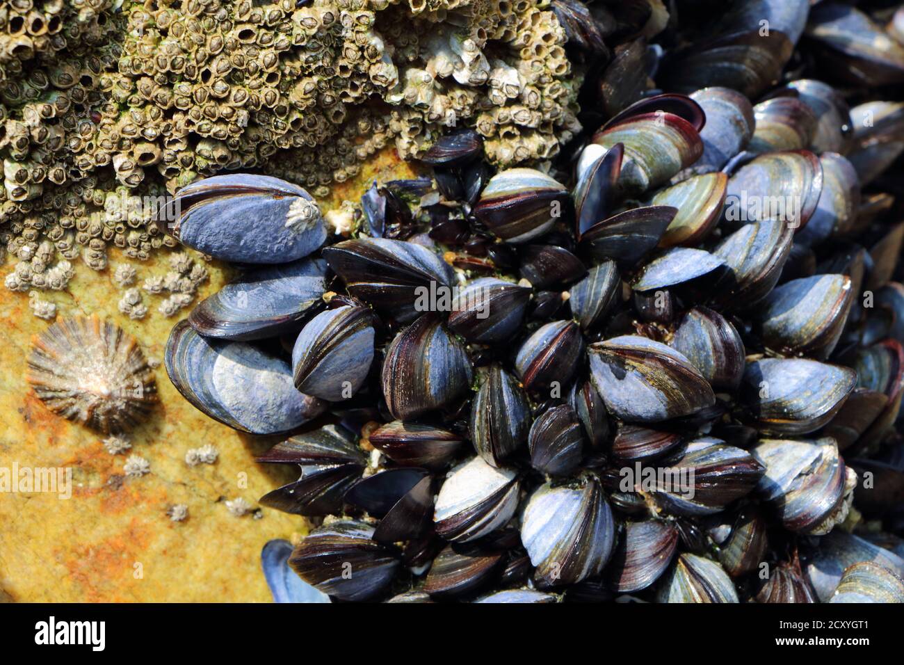 Wild mussels and barnacles on rocks at low tide in Brittany Stock Photo ...