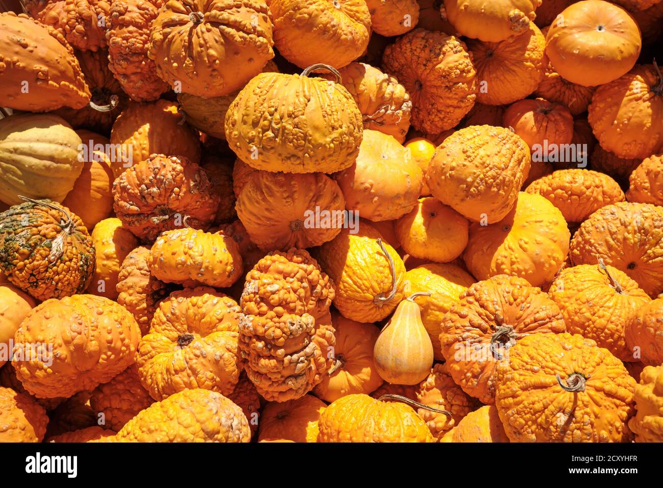Pile of Irregular Shaped Pumpkins Stock Photo - Alamy