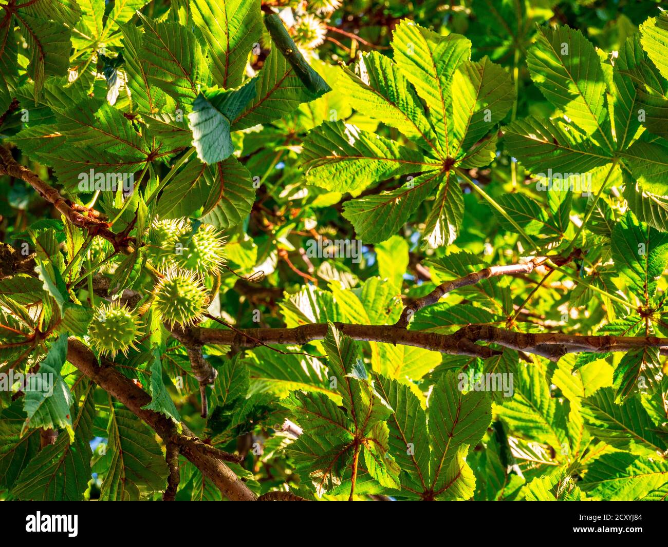 European horse-chestnut (Aesculus hippocastanum) - young horse-chestnut ...