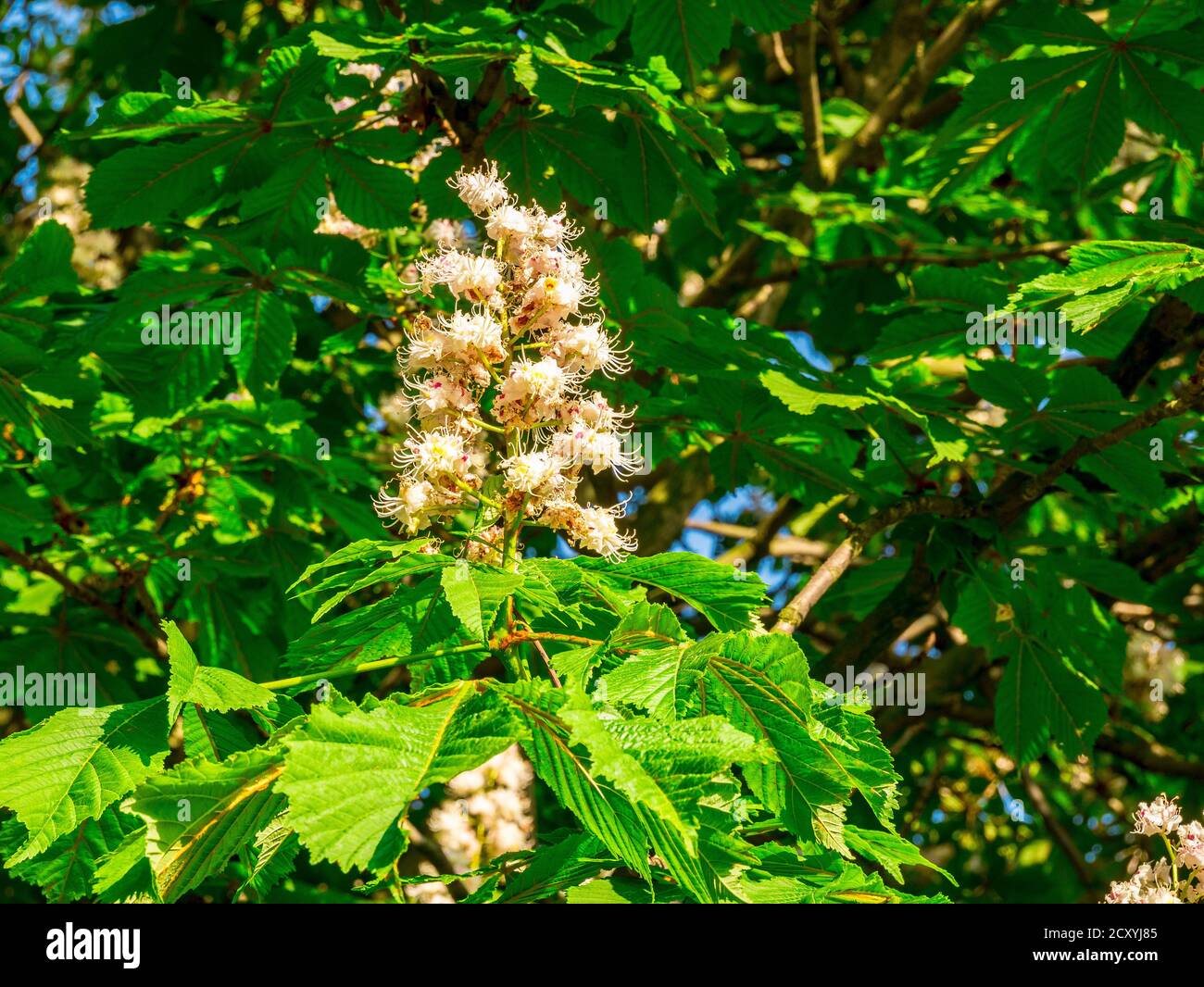 European horse-chestnut (Aesculus hippocastanum) - Gorgeous view of ...