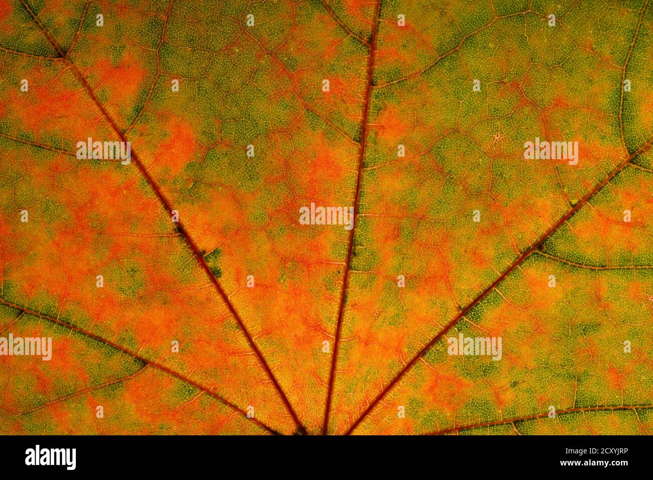 beautiful maple leaf close up. background for design Stock Photo - Alamy