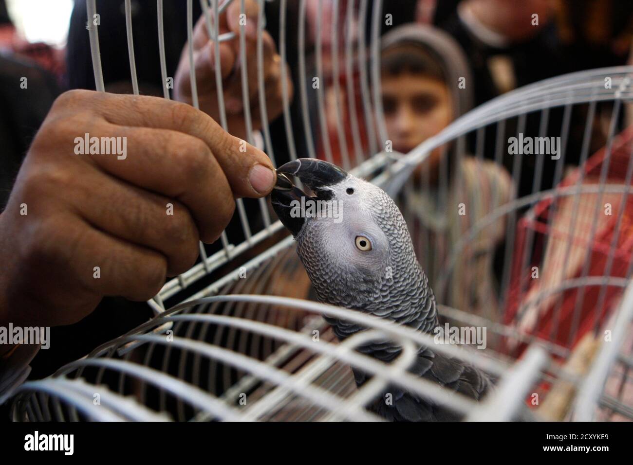 Pigeons various birds hi-res stock photography and images - Alamy
