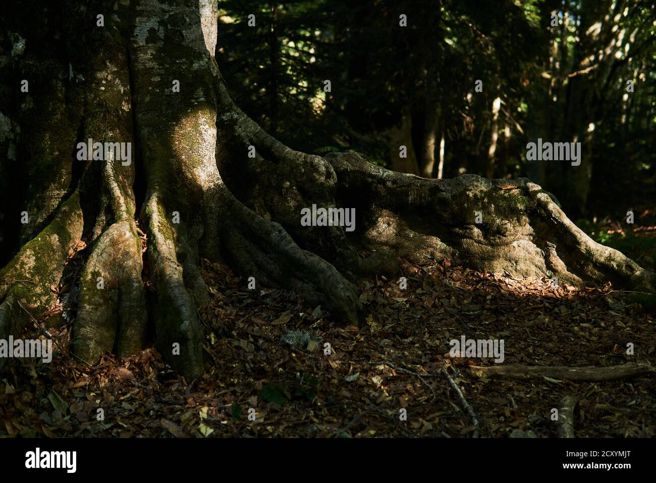 mossy buttress roots of an old tree in a shady rainforest Stock Photo ...