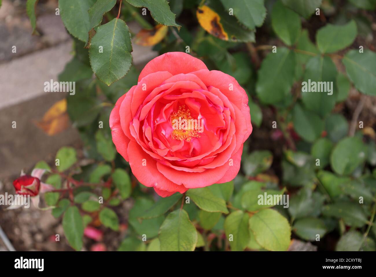 Red Roses on a bush in a garden Stock Photo - Alamy