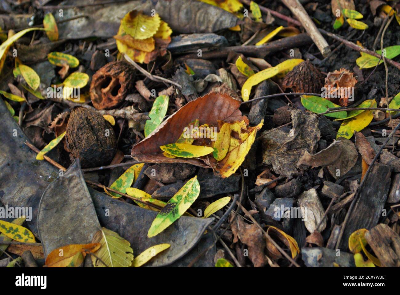 Walnut tree with nuts on ground hi-res stock photography and images - Alamy