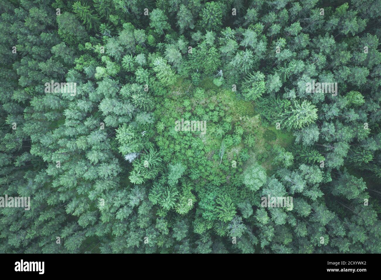 Forest clearing aerial view hi-res stock photography and images - Alamy
