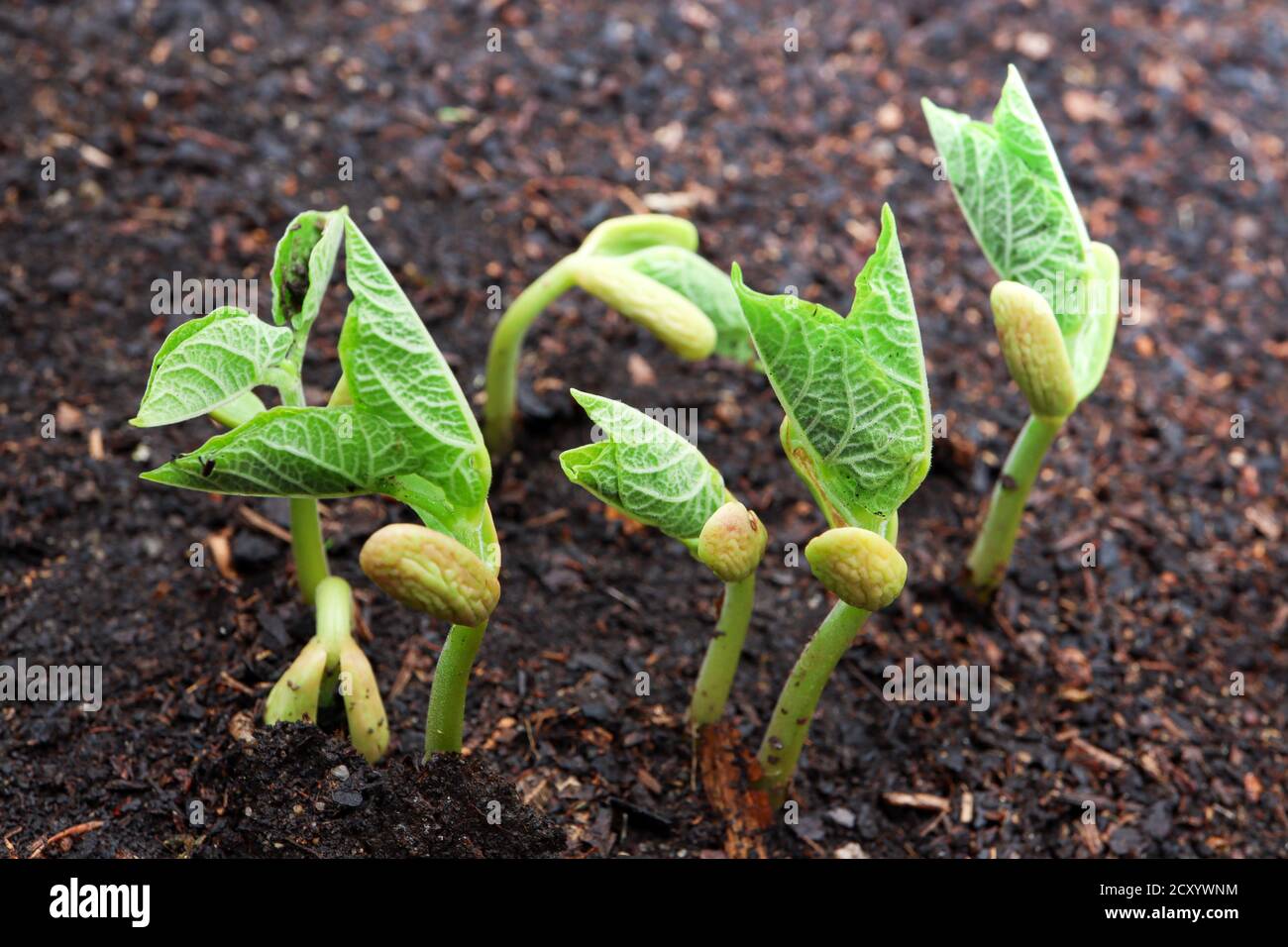 Green Beans Sprouting
