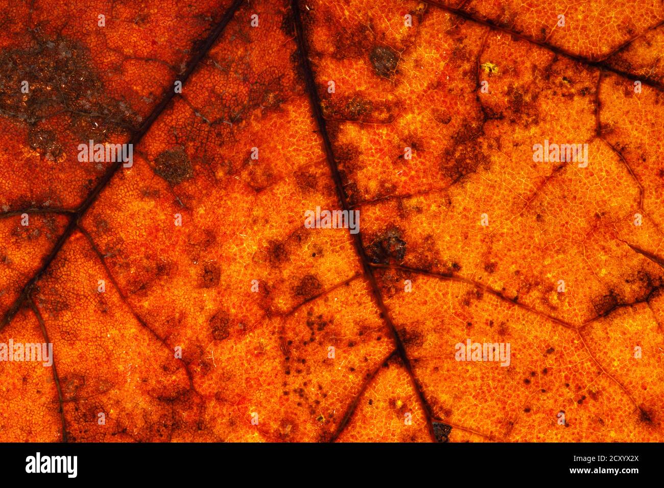 old maple leaf close up. background for designer Stock Photo - Alamy