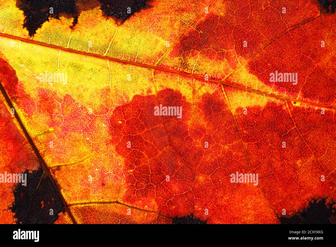 old maple leaf close up. background for designer Stock Photo - Alamy